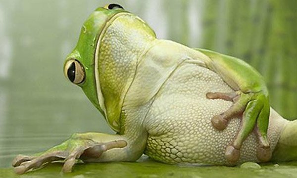 Comer perdices. El príncipe encantador. Por María Isabel Peral del ...